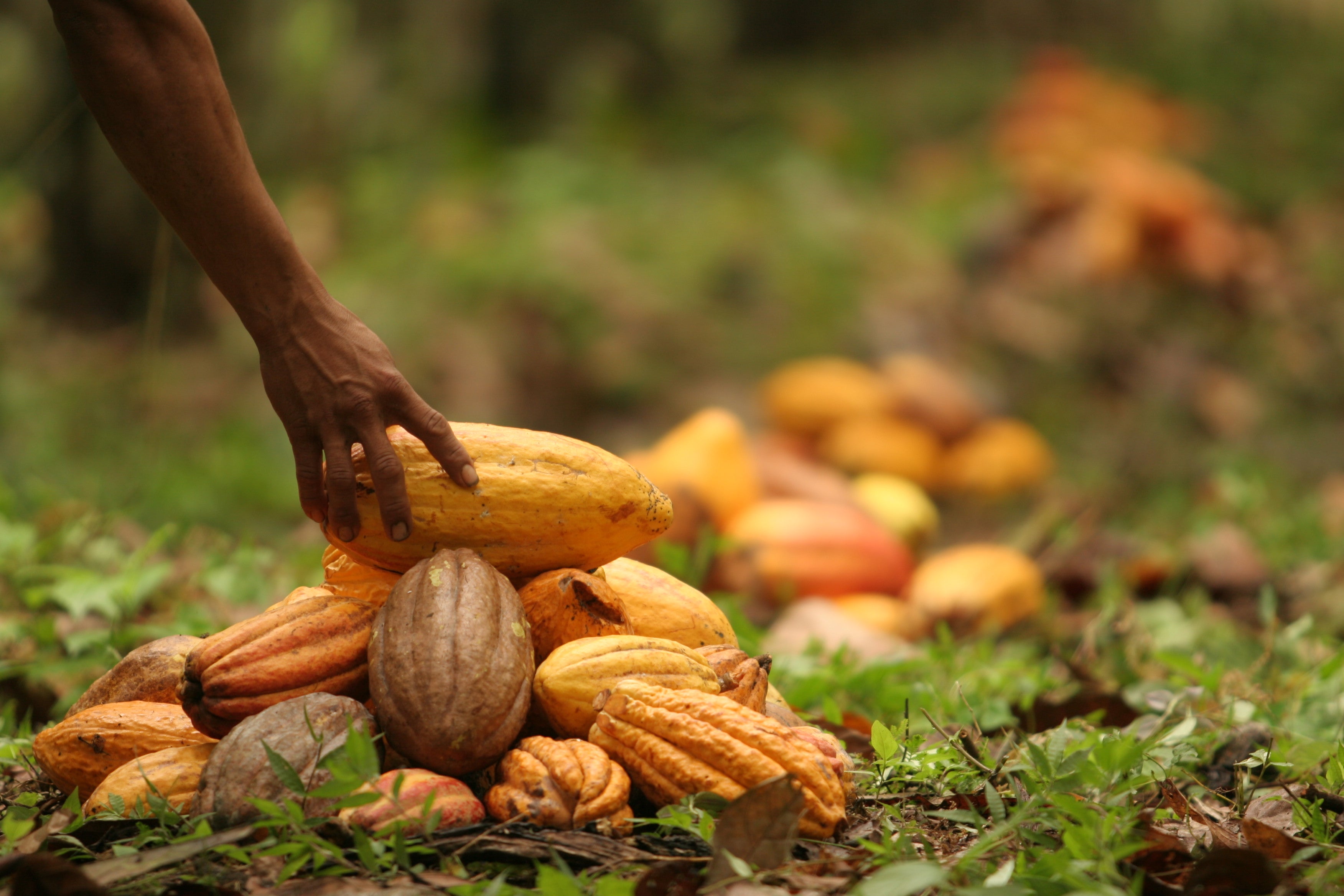 The Journey of Ritual’s Ecuador Bar: From Bean to Bar with Vicente Nor ...